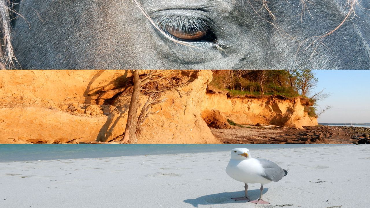 Animal & Nature Rights Awareness | u-school for Transformation